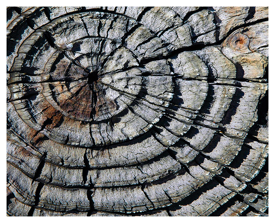 Patterns In Wood, Op 1 – Galen911